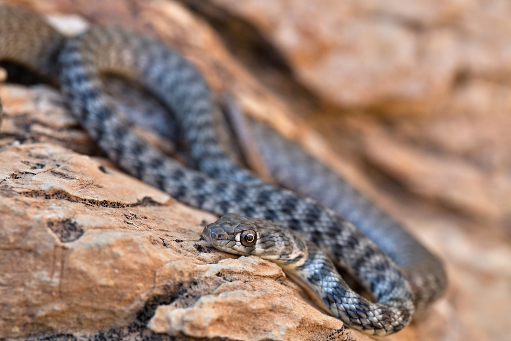 Jan’s Cliff Racer from Ad-Dáchílija, Omán on November 14, 2018 at 06:59 ...