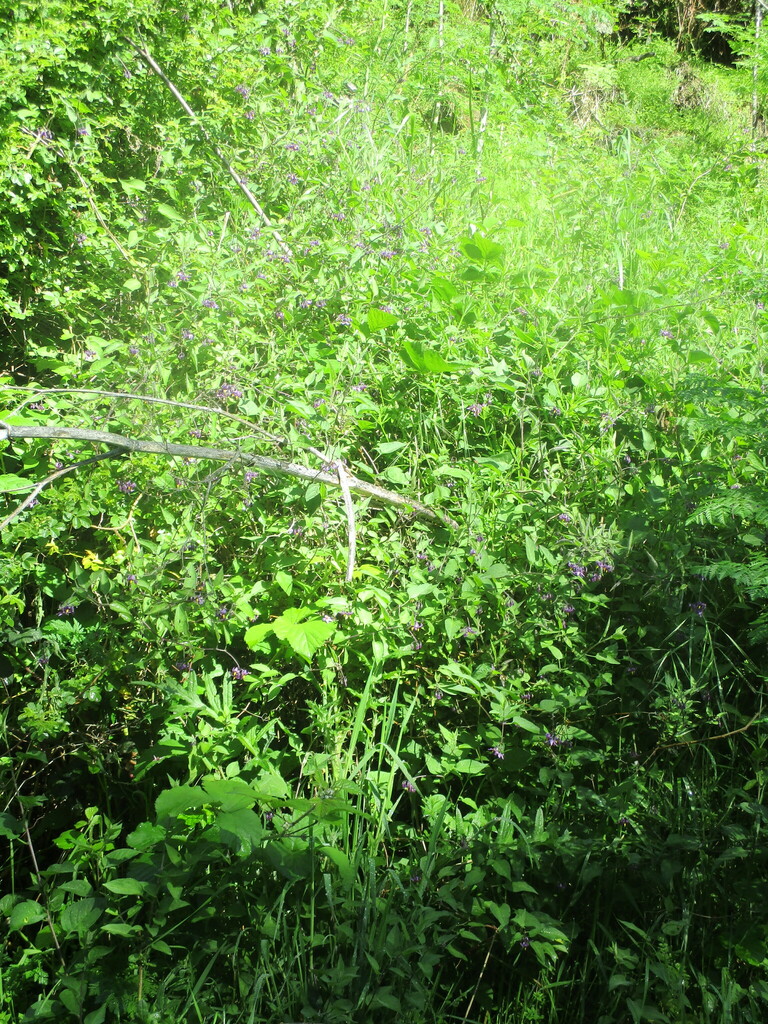 bittersweet nightshade from Frankton, Queenstown, New Zealand on ...