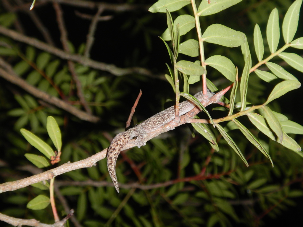 European Leaf-toed Gecko in December 2022 by Giacomo Bruni · iNaturalist