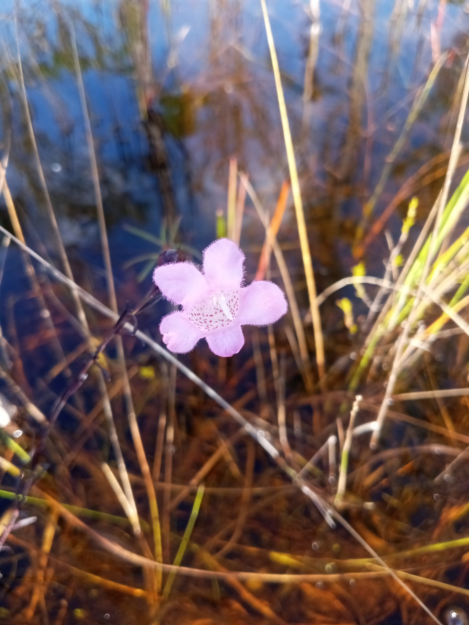 Agalinis linifolia (Nutt.) Britton