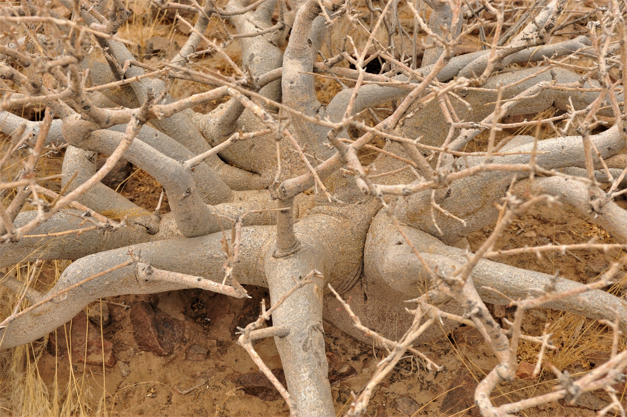 Commiphora saxicola Engl.