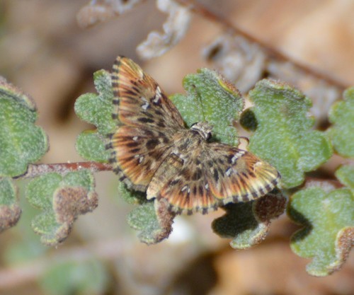 Saltarina rayada tejana (Celotes limpia)