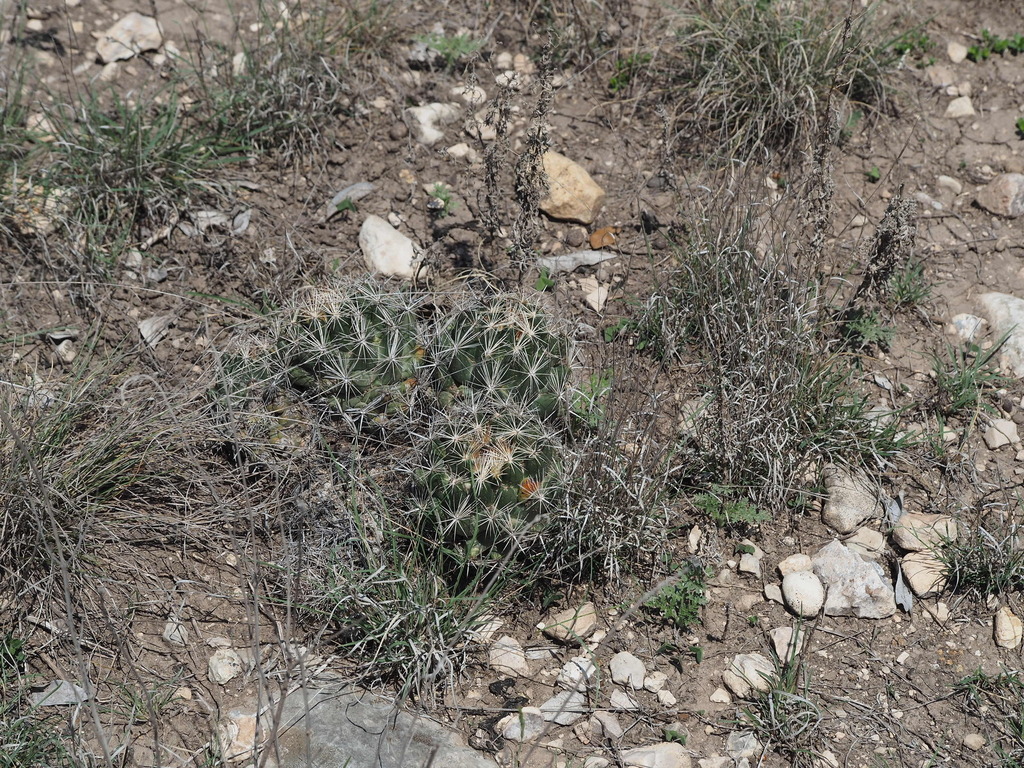 Grooved nipple cactus from Edwards County, TX, USA on May 06, 2022 at ...