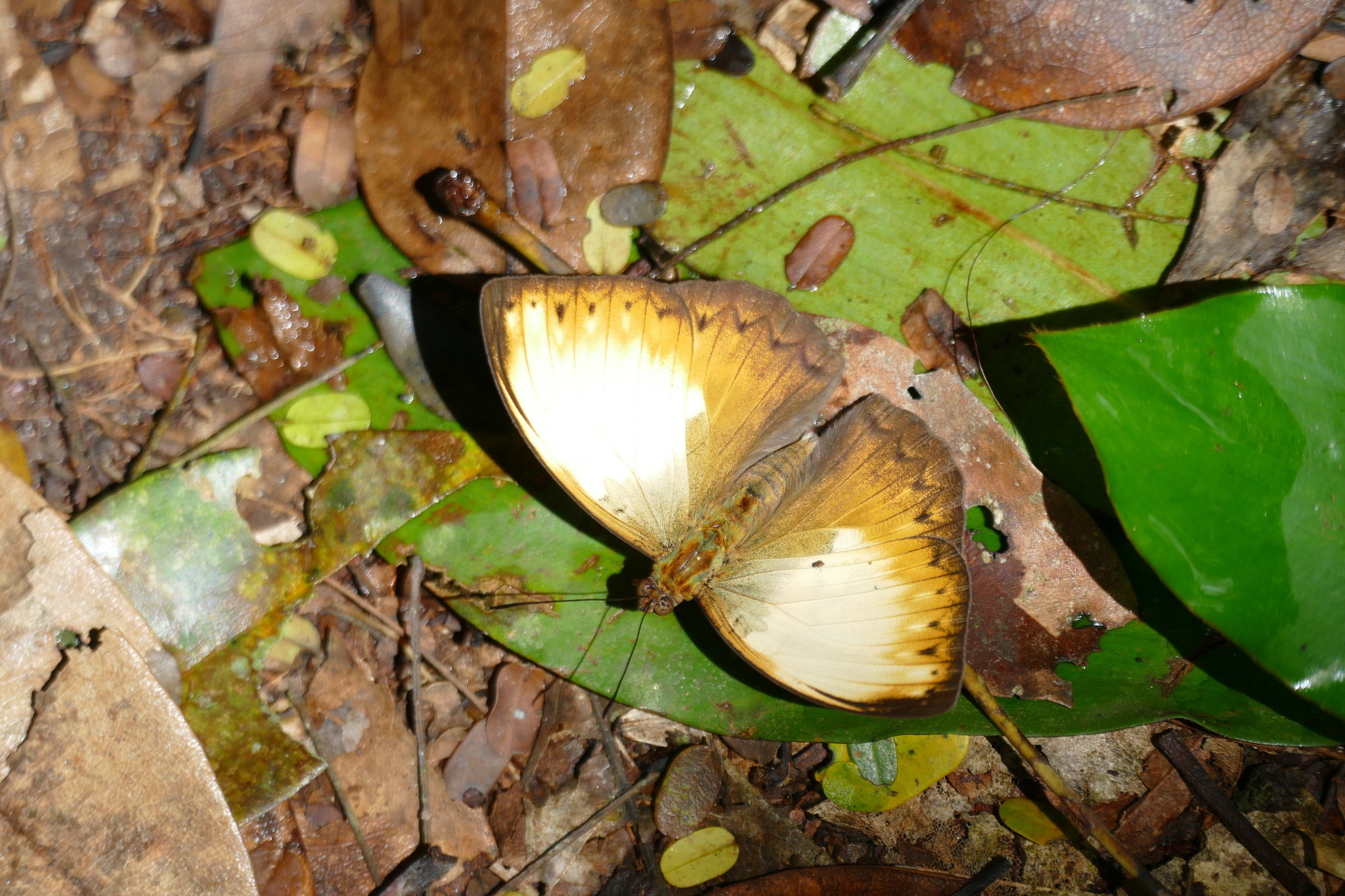 Cymothoe hyarbita Hewitson, 1866