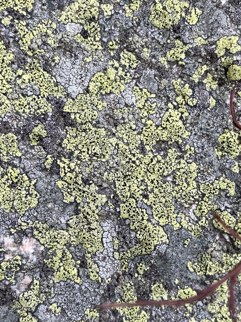 yellow map lichen from Rocky Mountain, Rocky Mountain National Park ...