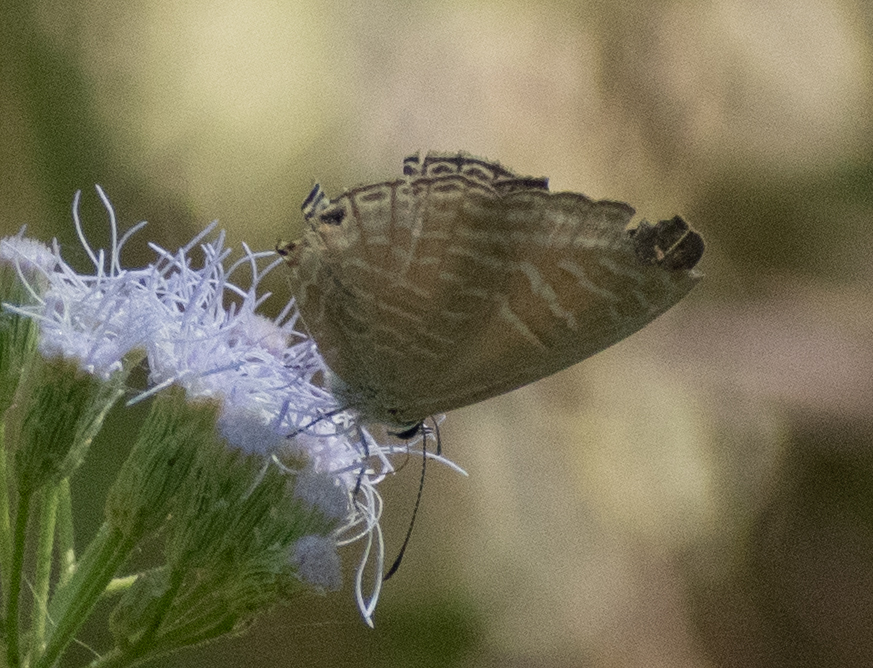 Metallic Cerulean from Sittong Forest, West Bengal, India on November ...