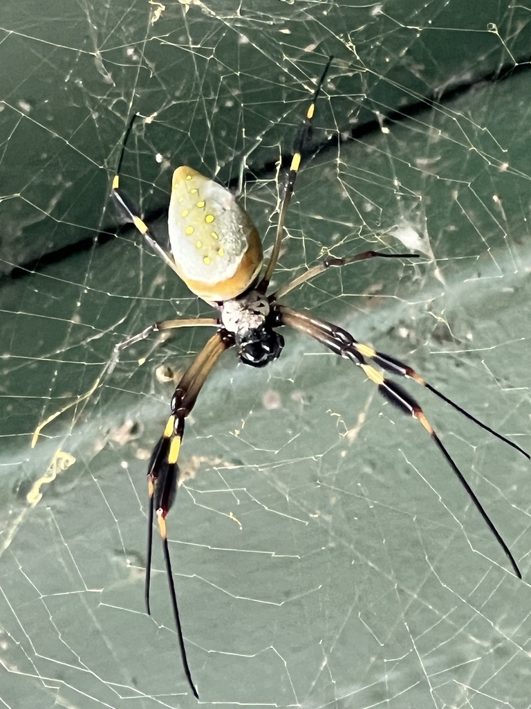 Golden Silk Spider from Pococi, Limon, CR on December 22, 2022 at 11:31 ...