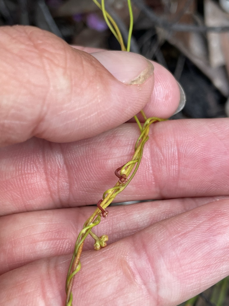 Slender Devil's Twine from Clarence, Tasmania, Australia on December 12 ...
