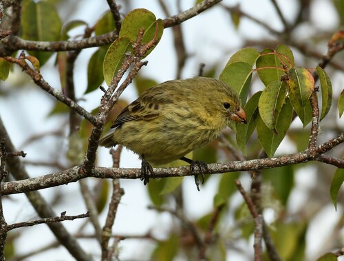 Small Tree-Finch (San Cristóbal) (Subspecies Camarhynchus parvulus ...