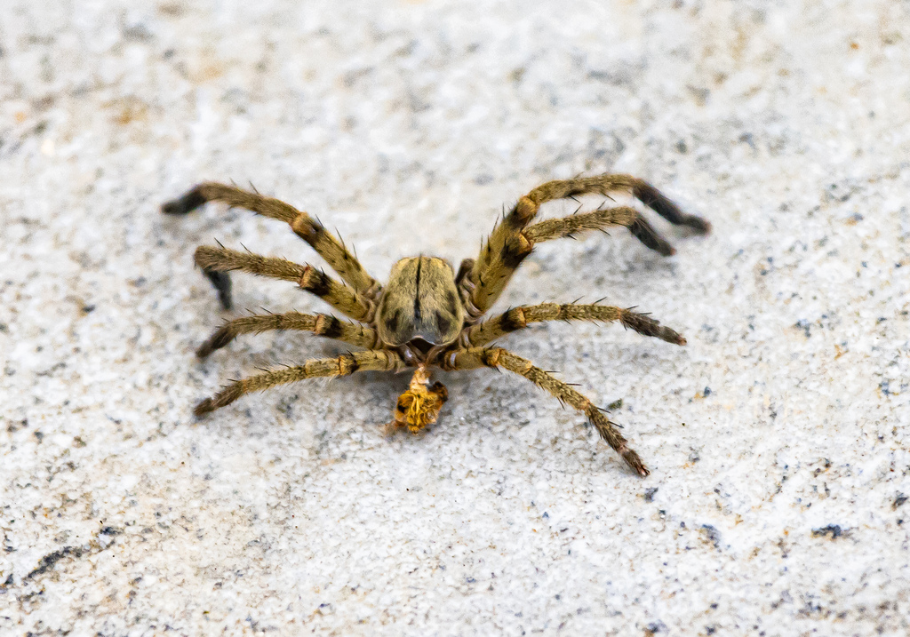 Huntsman Spiders from Puntarenas Province, Costa Rica on February 15 ...