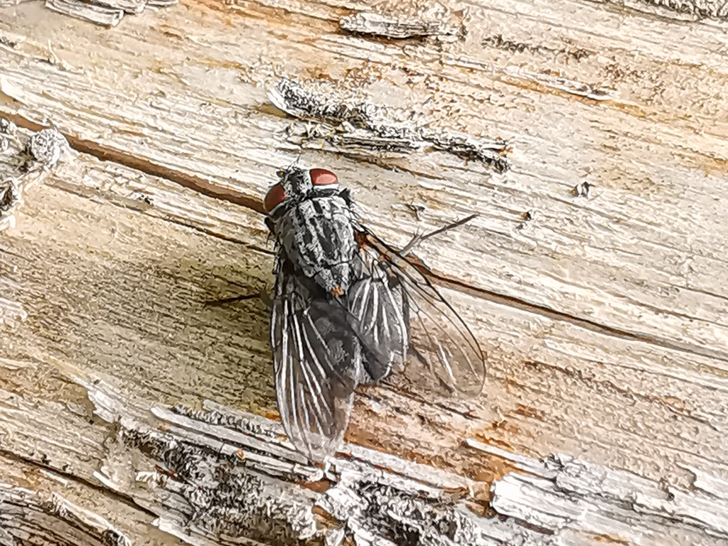 Muscina from 49170 Saint-Georges-sur-Loire, France on August 25, 2022 ...