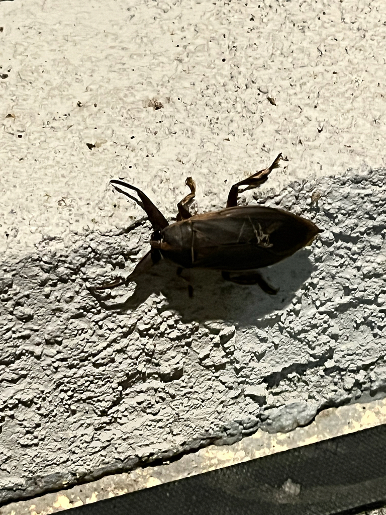 Eastern Toe-biter from Odessa on October 25, 2022 at 08:44 PM by ...