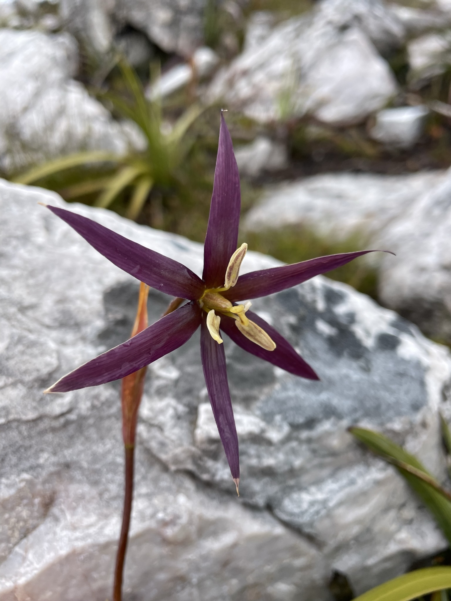 Isophysis tasmanica (Hook.) T.Moore