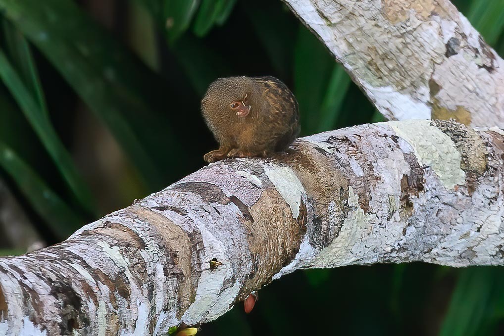 Western Pygmy Marmoset (Cebuella pygmaea) - Know Your Mammals