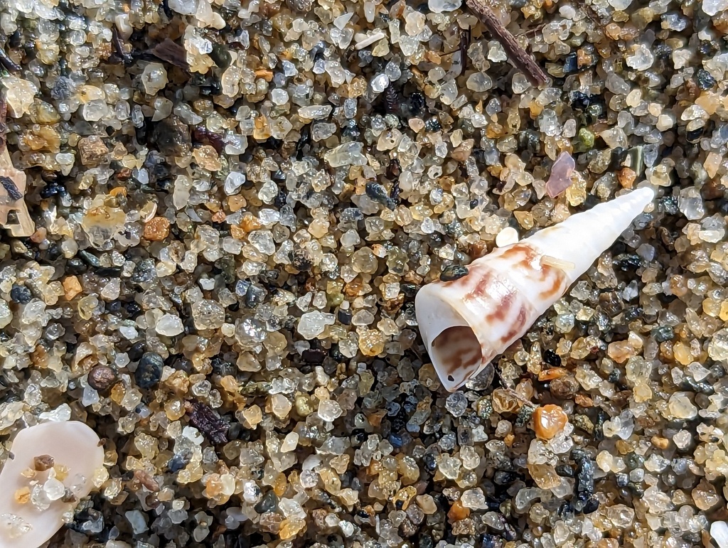 Variegated Turret Snail from Naguabo, Puerto Rico on December 22, 2022 ...