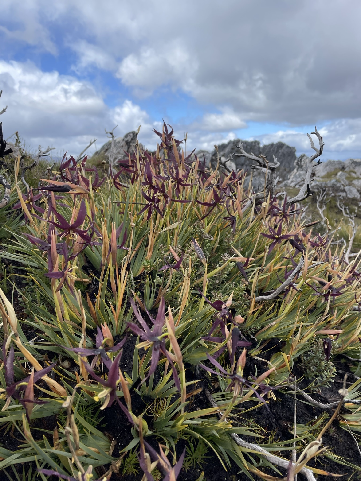 Isophysis tasmanica (Hook.) T.Moore