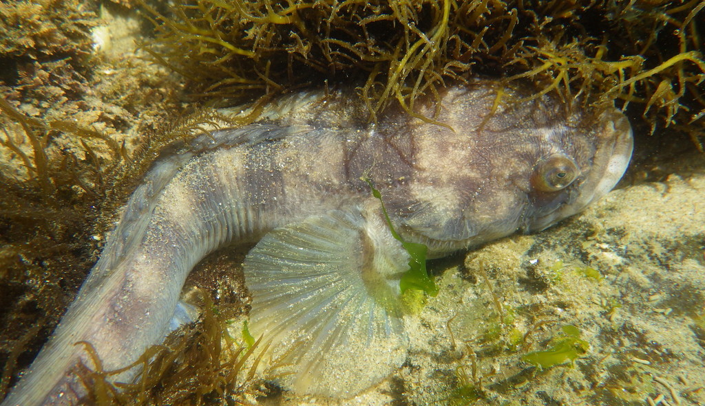 Plainfin Midshipman (Porichthys notatus) - Marine Life Identification
