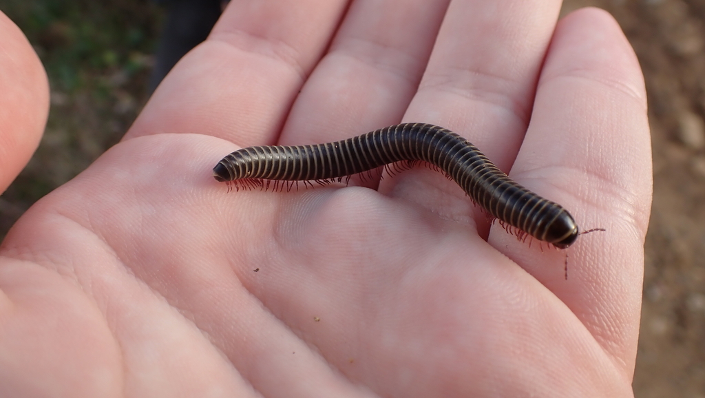 Ommatoiulus diplurus from Séville, Espagne on December 15, 2022 at 05: ...