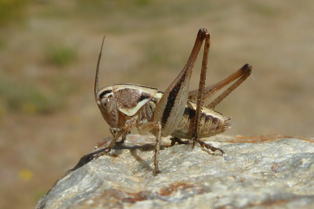 Katydids from Peloponnes, Griechenland on May 9, 2017 at 10:16 AM by ...