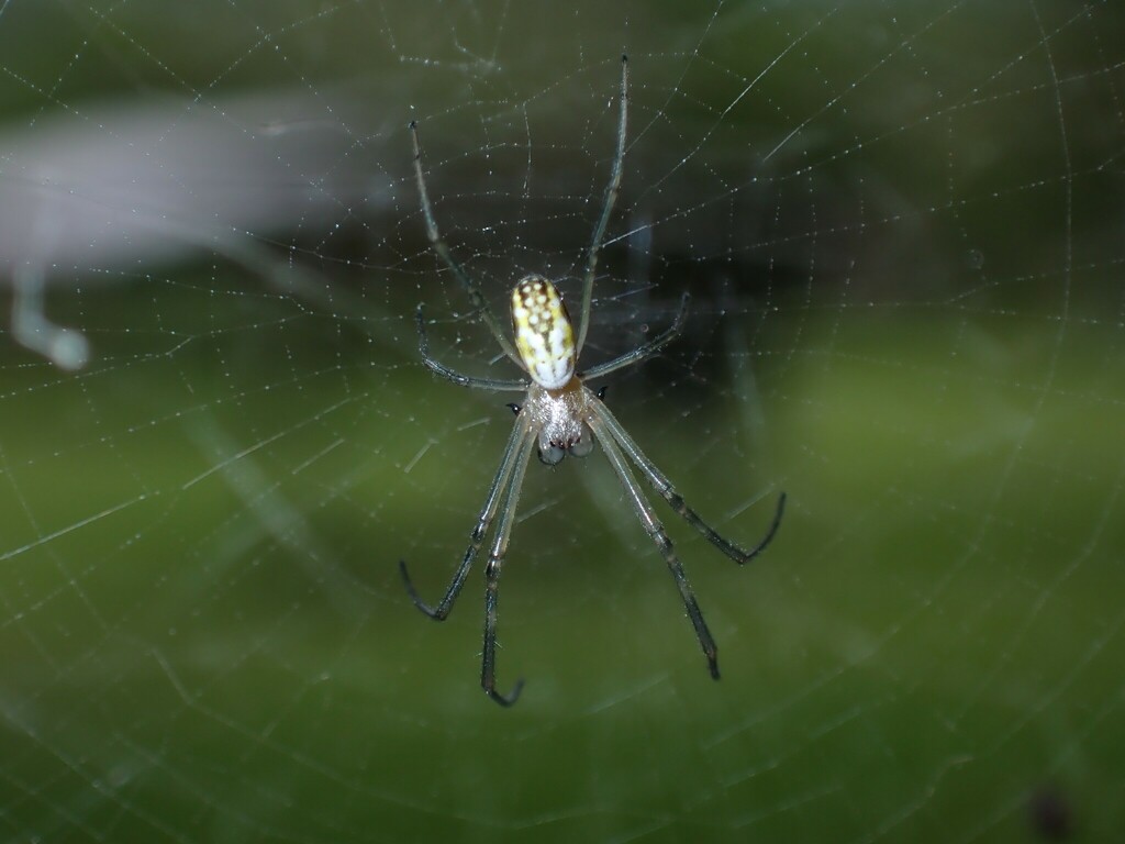 Tiger Spider from Umetch, Vanuatu on December 4, 2022 at 10:36 AM by ...