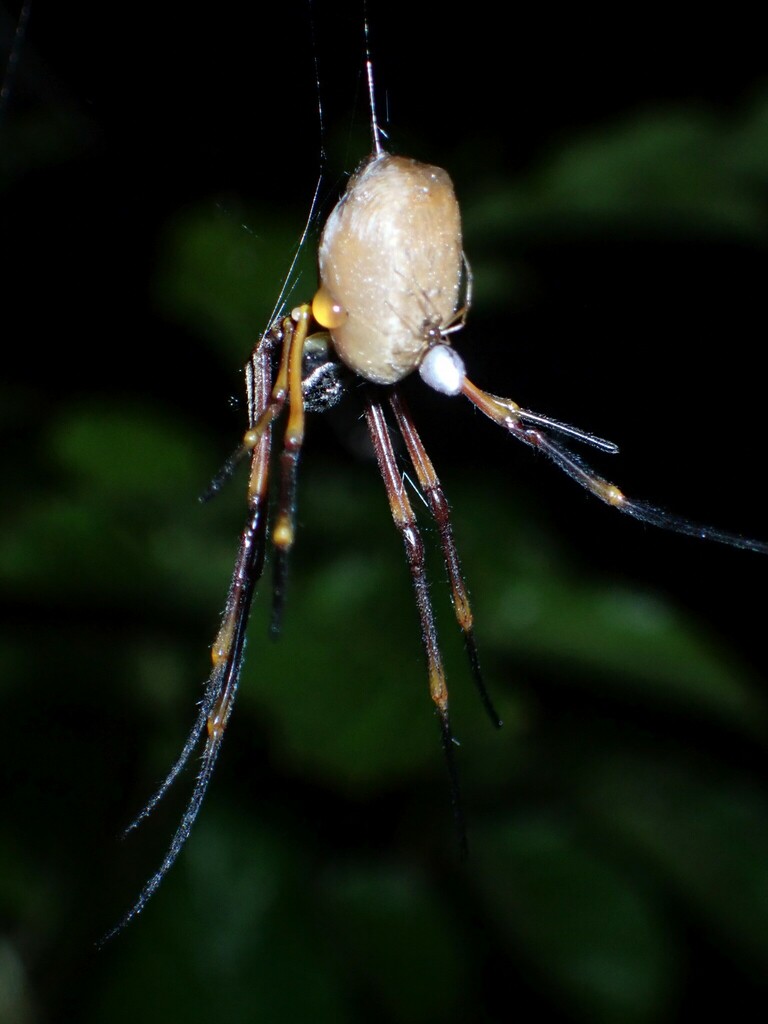 Tiger Spider from Aneityum, Tafea, Vanuatu on December 5, 2022 at 07:38 ...