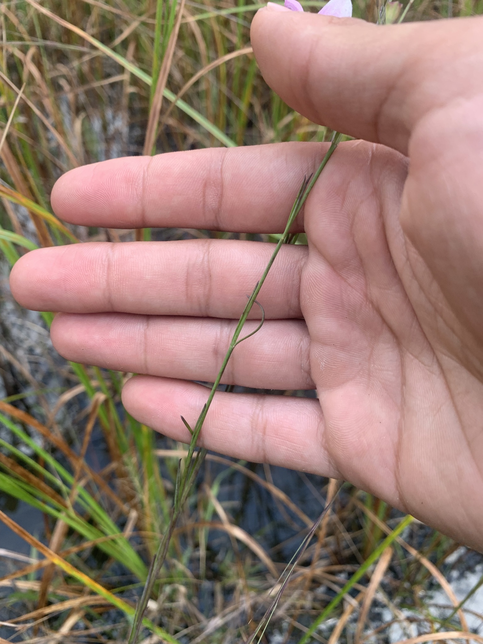Agalinis linifolia (Nutt.) Britton