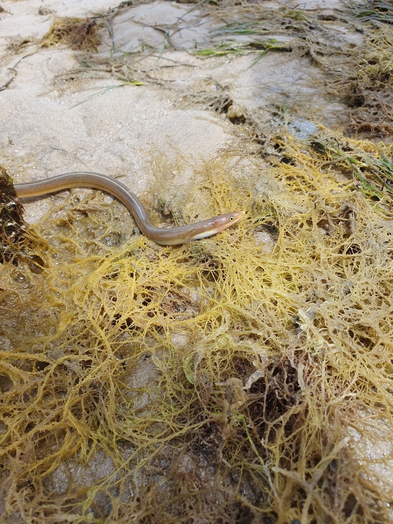 Longfinned Worm Eel in December 2022 by Brad · iNaturalist