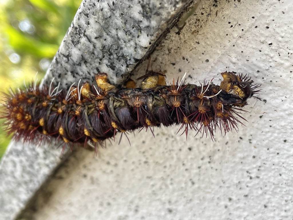 Batwing Moth from Cynthea Rd, Palm Beach, NSW, AU on December 23, 2022 ...