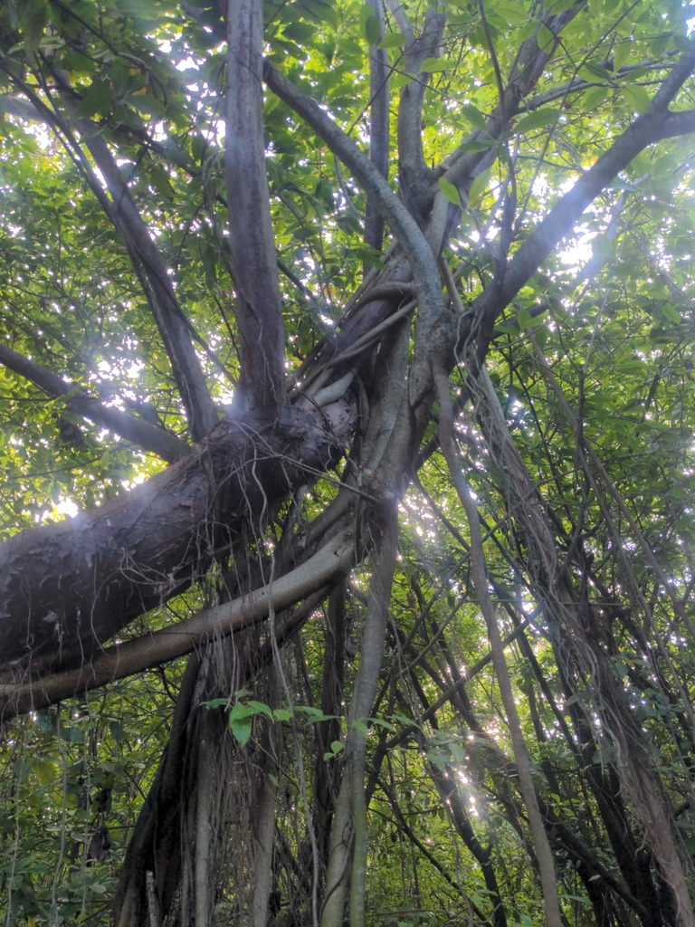 Florida Strangler Fig from Half Moon Caye on December 22, 2022 at 07:22 ...