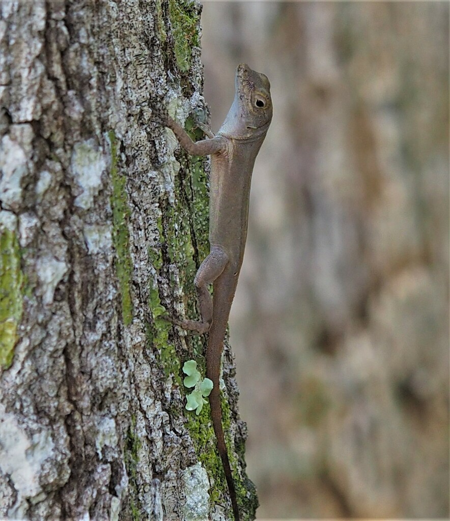 Crested Anole from River Park, FL, USA on December 22, 2022 at 10:17 AM ...