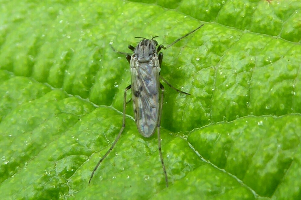 Gressittius antarcticus from Waikouaiti, New Zealand on December 17 ...