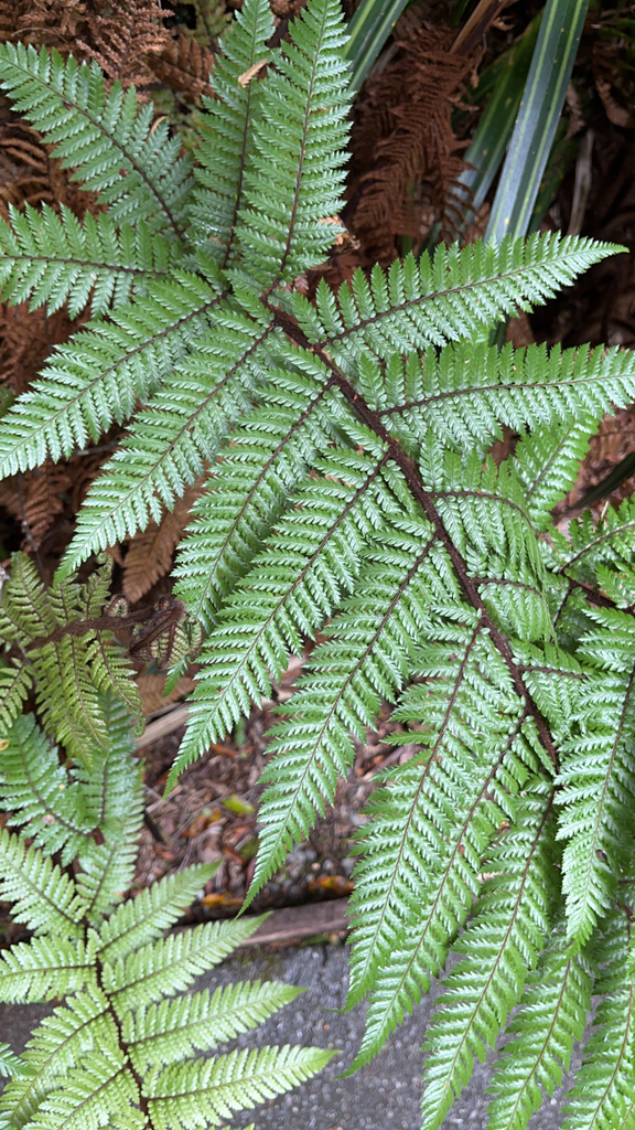 New Zealand tree fern from Paparoa National Park on December 22, 2022 ...