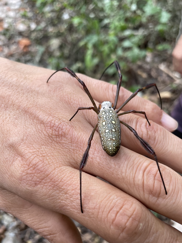 Golden Silk Spider from Río Ameca, Puerto Vallarta, JAL, MX on December ...