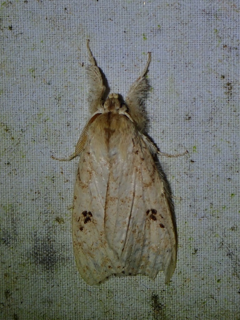 Calliteara angulata from Sabah, Malaysia on October 27, 2022 at 11:39 ...