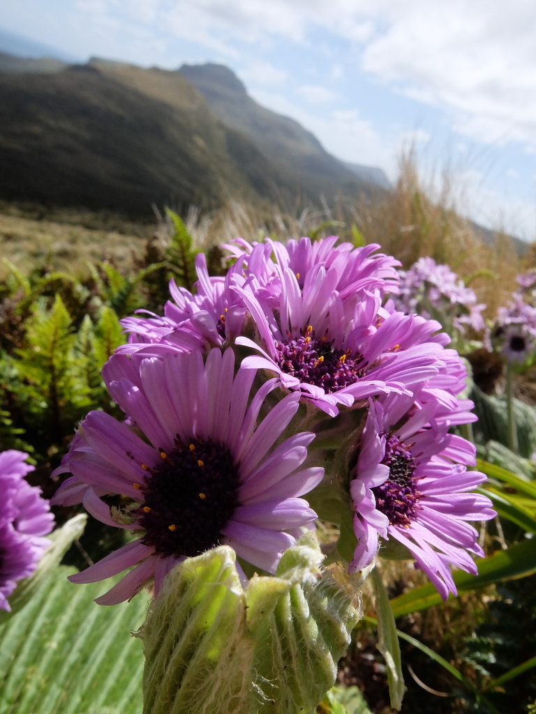 Campbell Island Daisy in January 2018 by Paul Maurice. With Alex Fergus ...