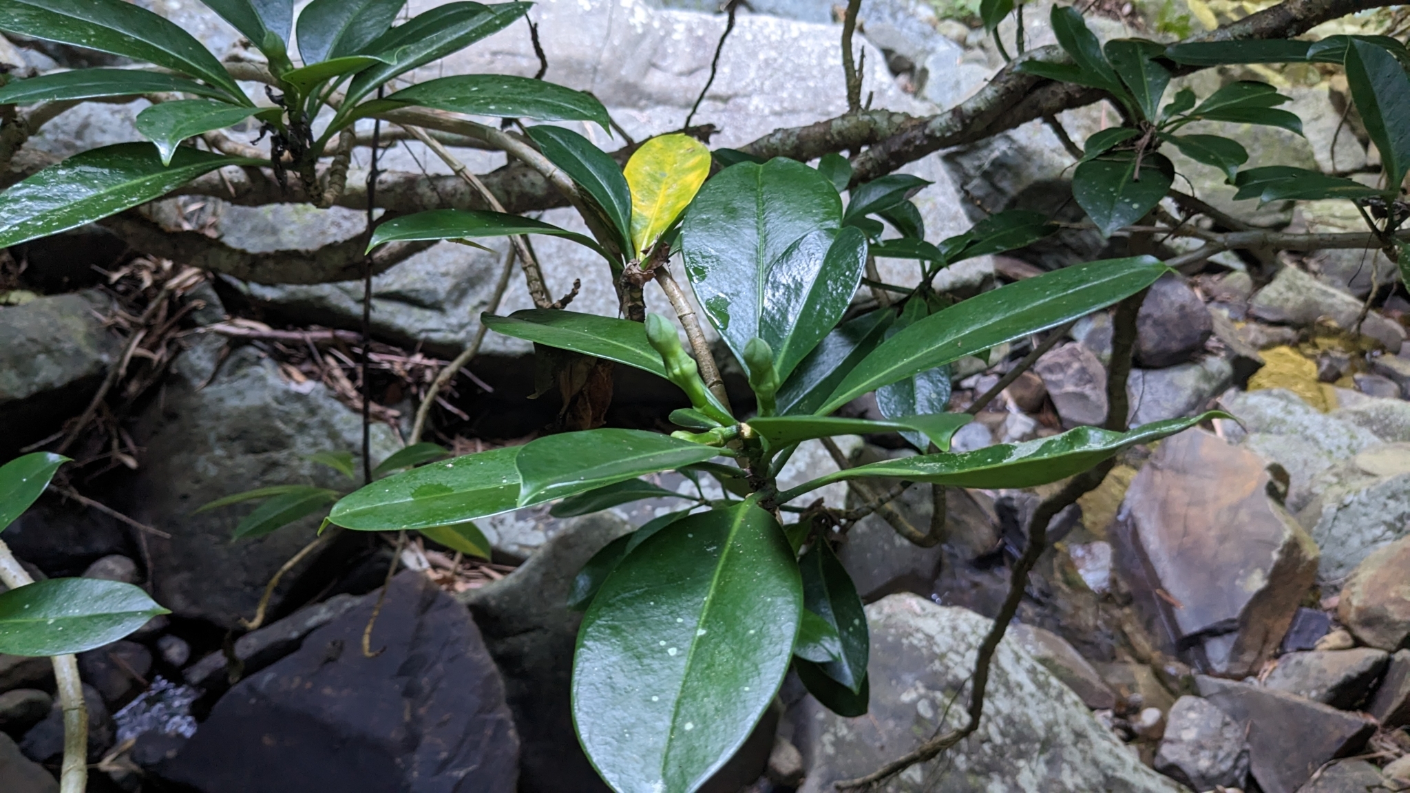 Fagraea ceilanica Thunb.