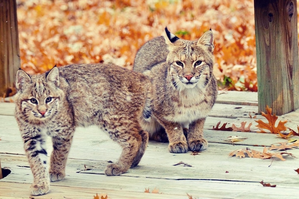 Bobcat from Pleasant Valley Ln, Richardson, TX, US on December 22, 2022 at 03:14 PM by brenda ...