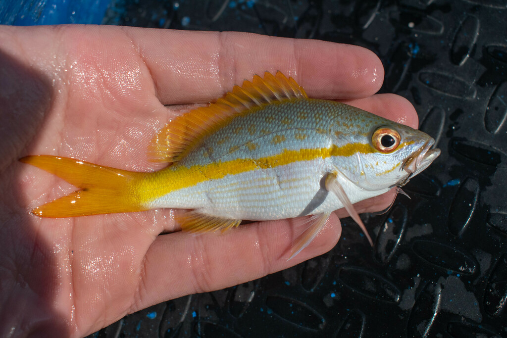 Yellowtail Snapper in December 2022 by Amiel Hopkins · iNaturalist