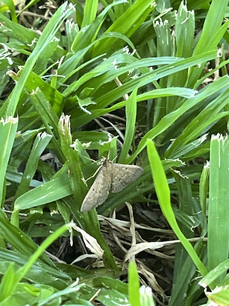 Grass Webworm Moth from Weston Dr, Bunya, QLD, AU on December 23, 2022 ...