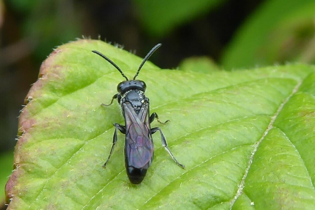 Bees and Apoid Wasps from Waikouaiti, New Zealand on December 23, 2022 ...