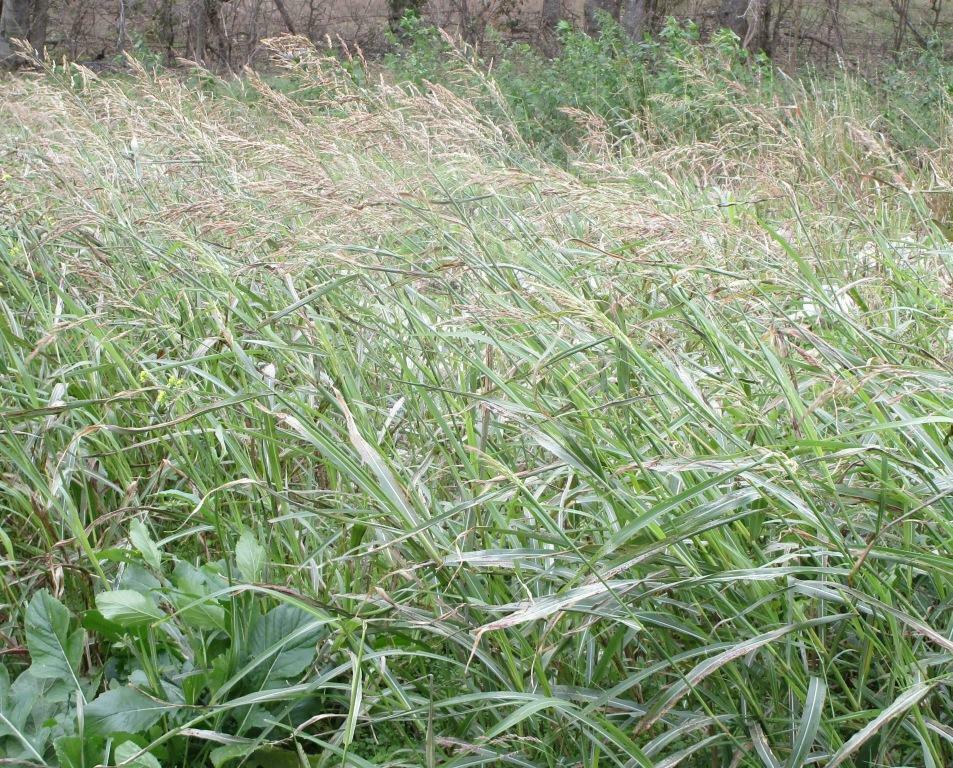 Johnson grass from Pflugerville, TX, USA on December 22, 2022 at 01:56 ...