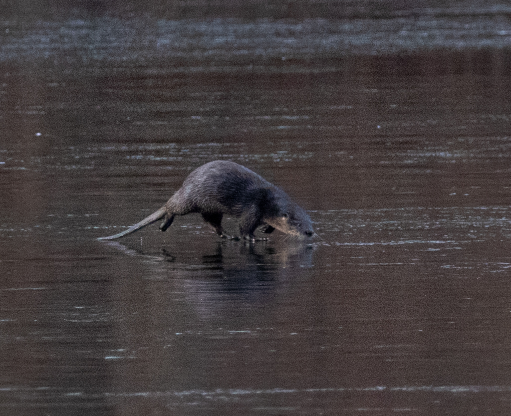 North American River Otter from Head of the Harbor, NY, USA on December ...