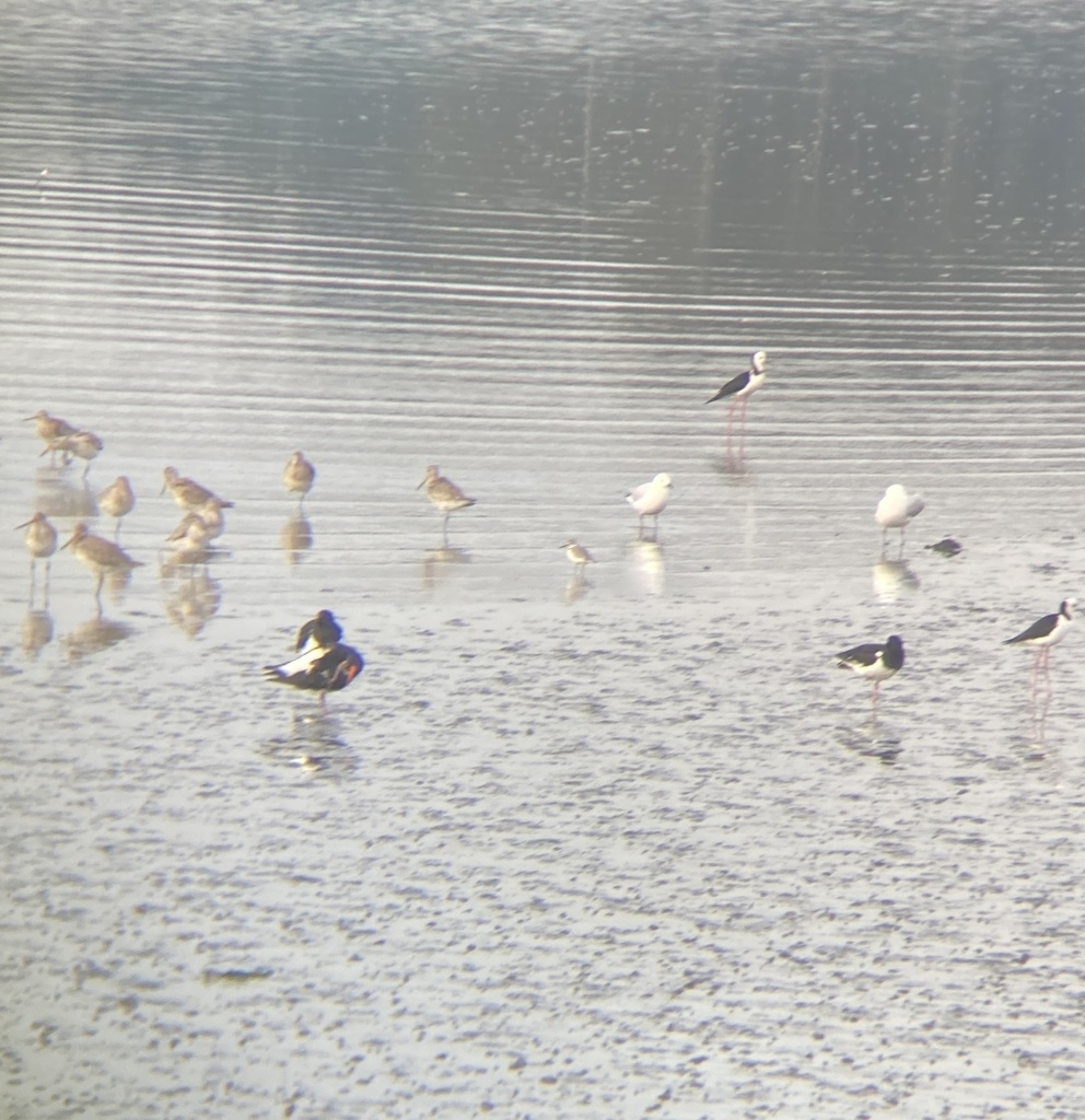 Wrybill from Ambury Regional Park, Manukau Ward, Auckland, NZ on ...