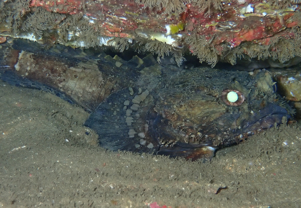 Eastern Frogfish from 1 Bower Ln, Manly NSW 2095, Australia on December ...