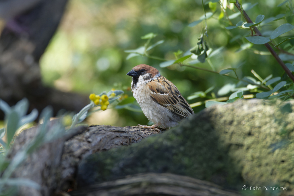 Eurasian Tree Sparrow from Melbourne VIC, Australia on December 23 ...