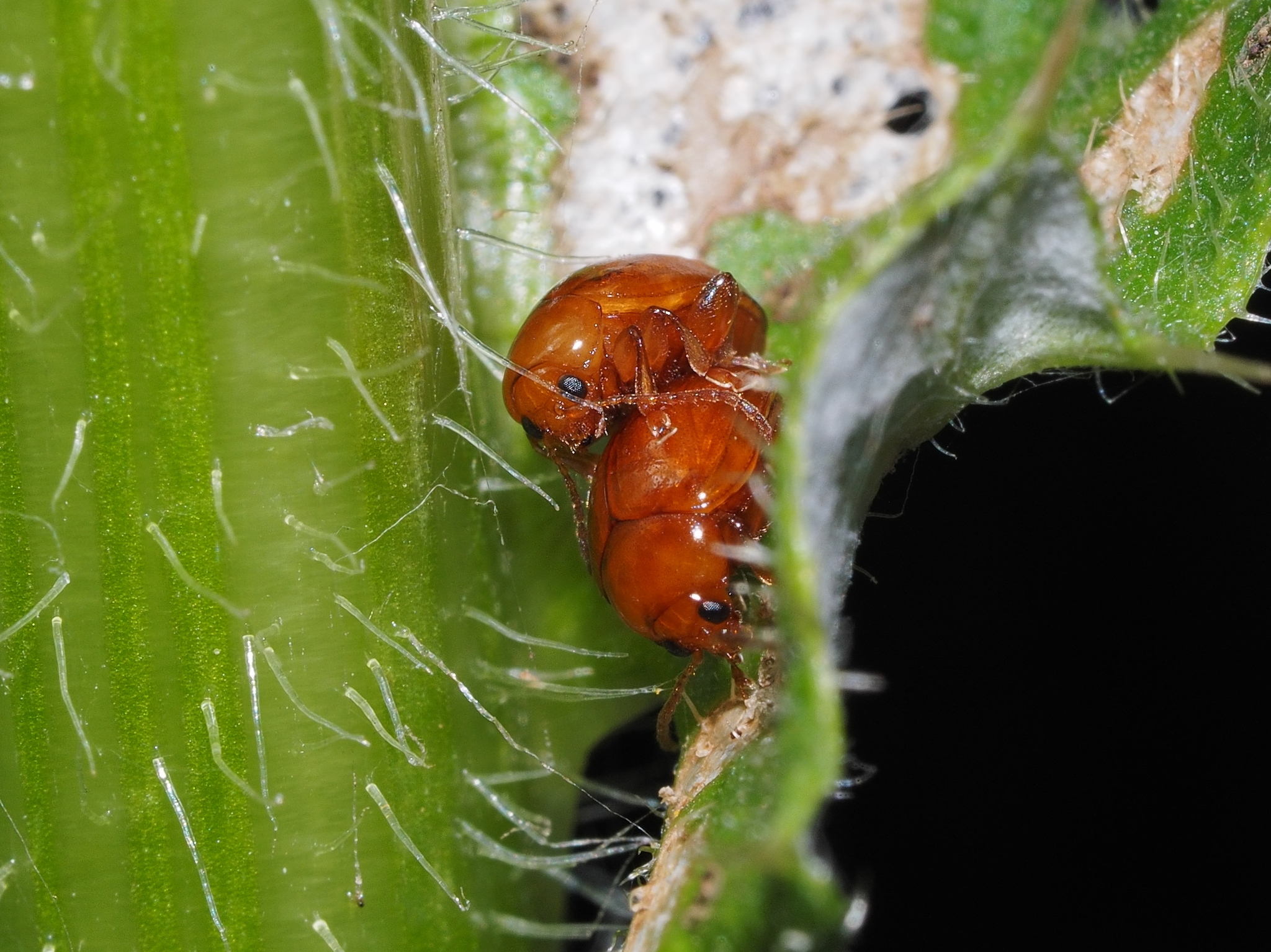 Sphaeroderma testaceum (Fabricius, 1775)