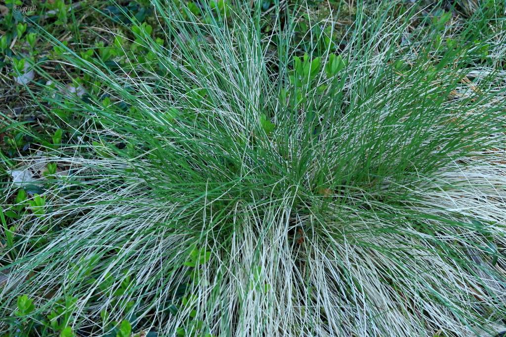 Matgrass (Nardus stricta) - Botanical Realm