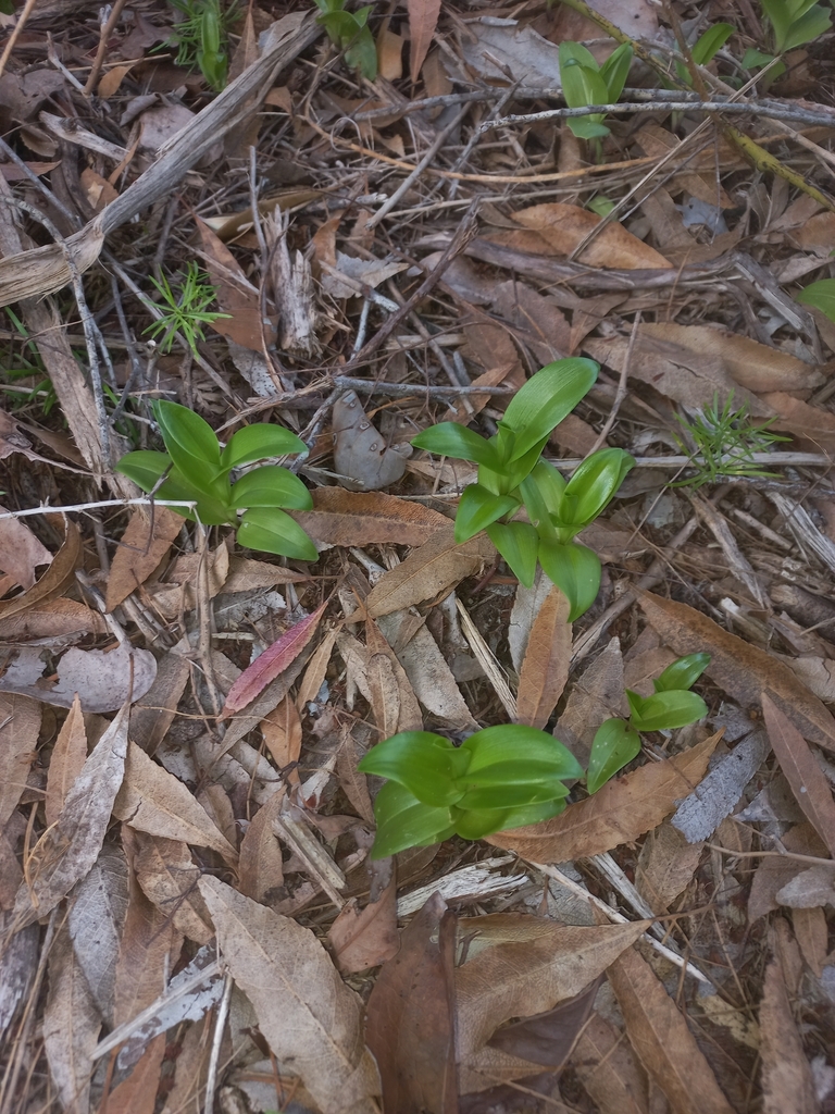 flame lily from Dunwich QLD 4183, Australia on December 23, 2022 at 05: ...
