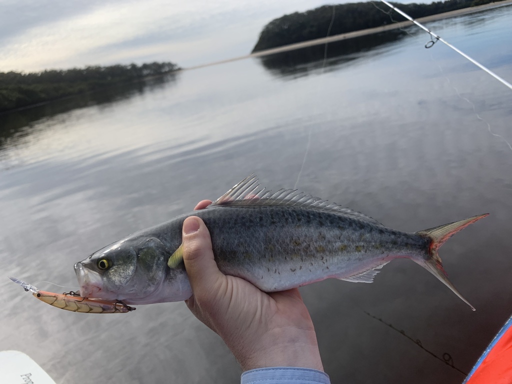 Eastern Australian Salmon from Lake Conjola, NSW, AU on October 04 ...