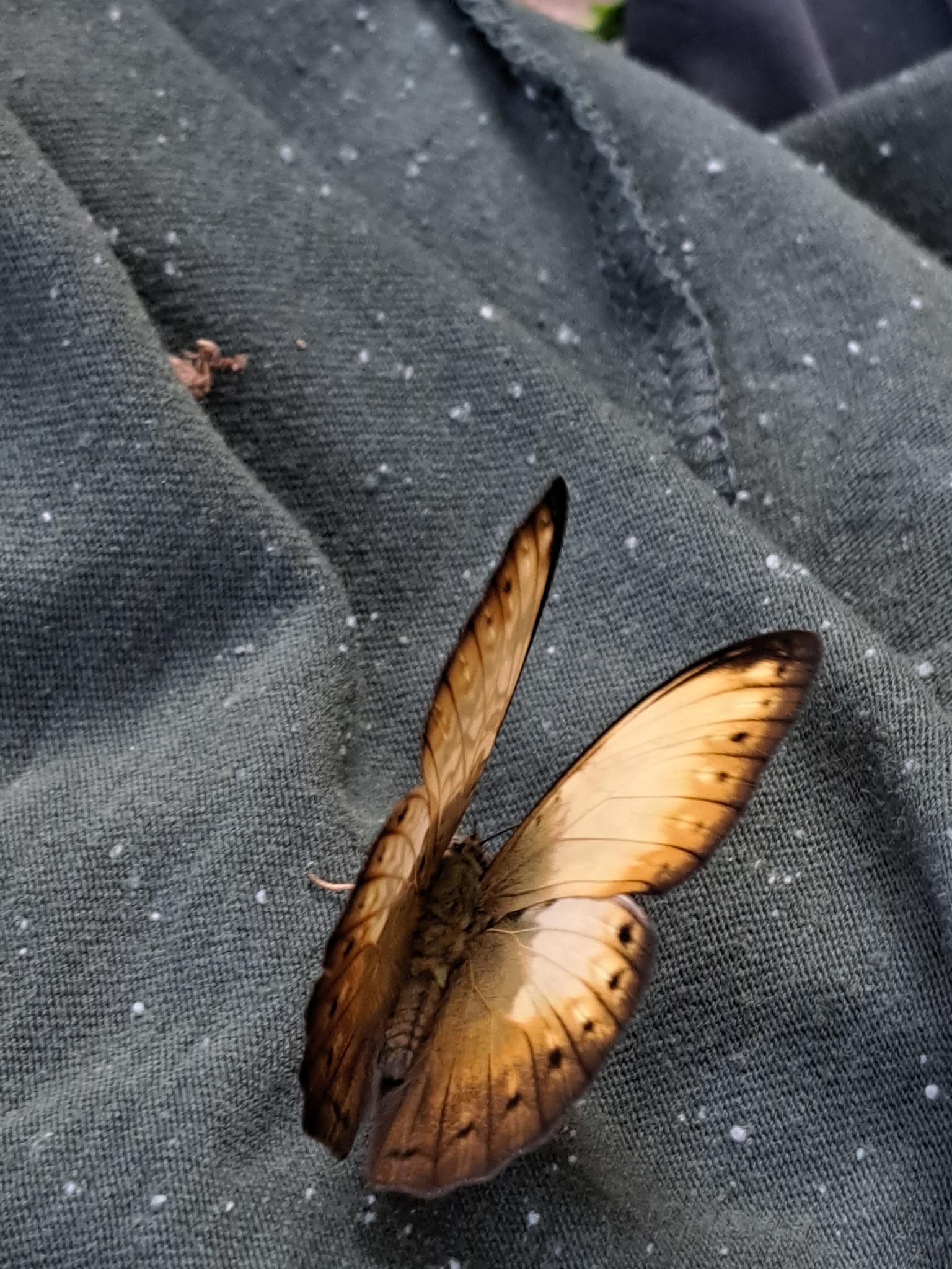 Cymothoe hyarbita Hewitson, 1866